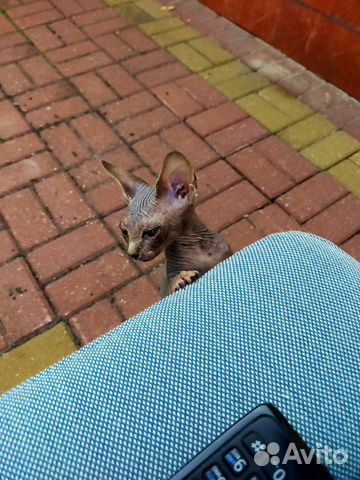 Канадский сфинкс. Девочка. 2 мес