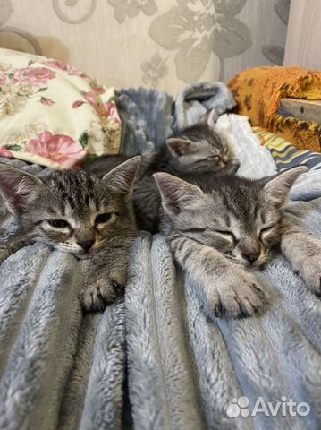 Продам котят