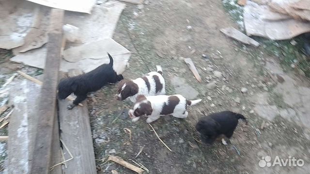 Щенки спаниеля