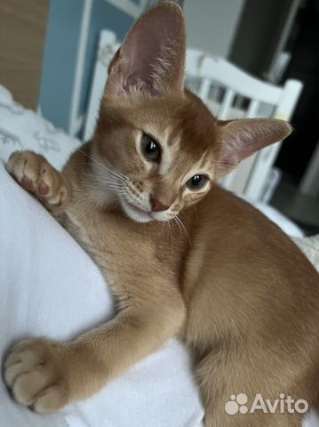Абиссинский котенок мальчик