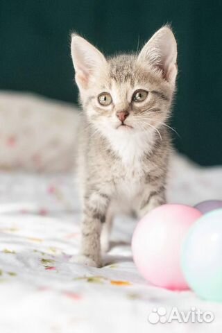 Котёнок Платон в самые добрые руки