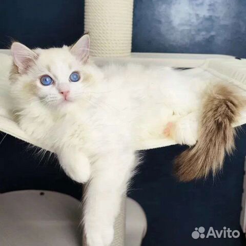 Lizа, в разведение рэгдолл