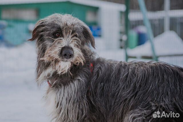 Озорная принцесса Лея вписках дома