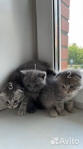 Британские котята