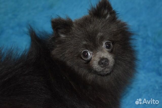 Шпиц - мальчик редкого окраса