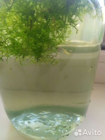 Мальки гуппи подросшие и совсем малыши