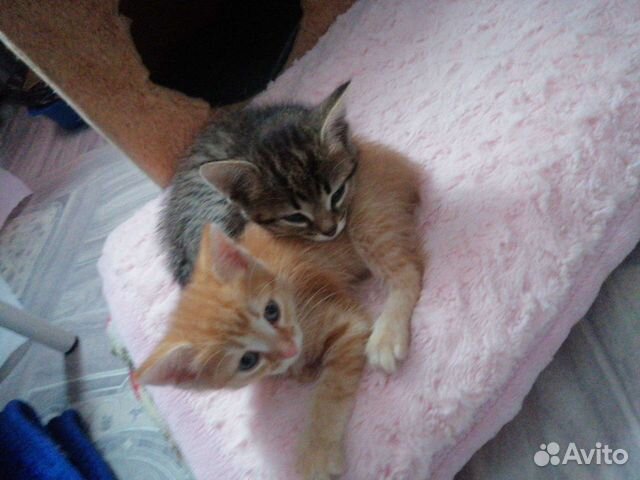 Отдам котят в хорошие руки