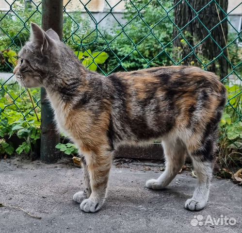 Трехцветная кошка на счастье