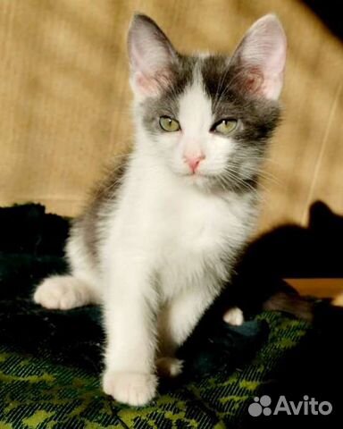 Котенок Митя с умным взглядом