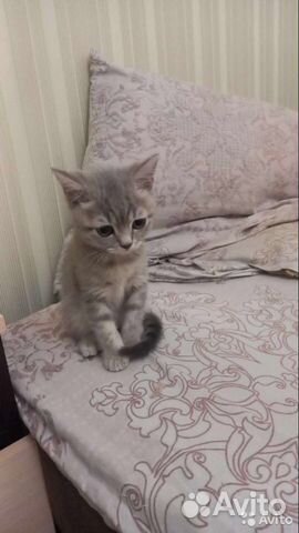 Кошка