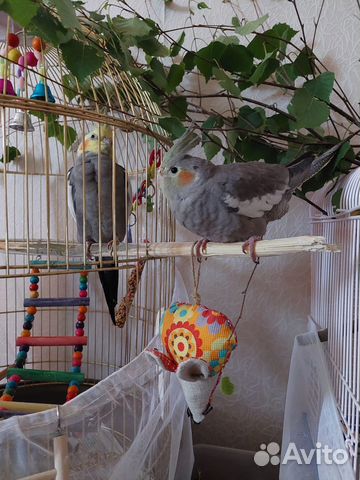 Попугай карелла