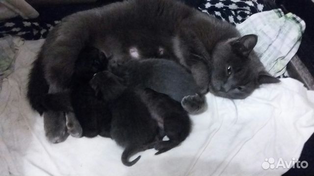 Продам котят