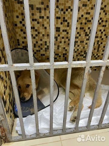 Собаку сбили ползал по дороге нужна помощь