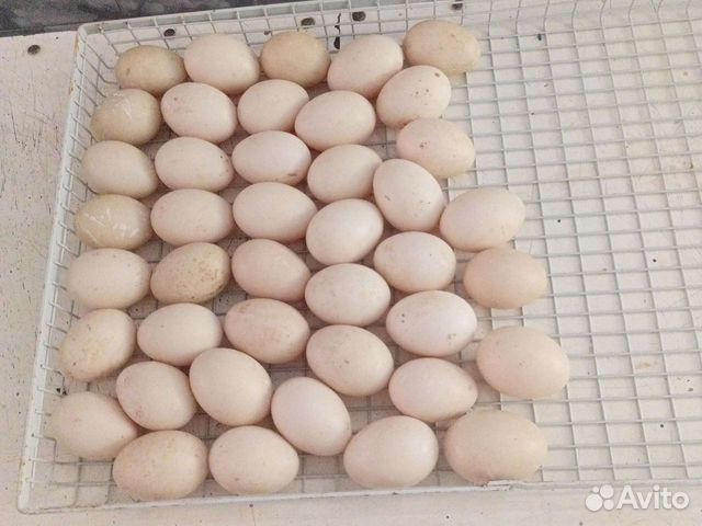 Инкубационное яйцо индоутки