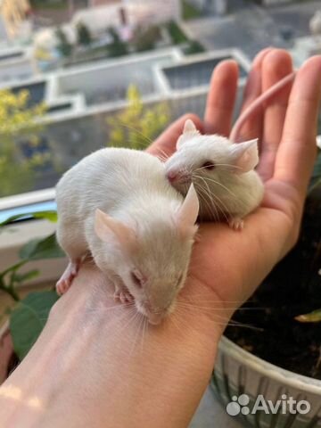 Мышь кормовая (питомец)