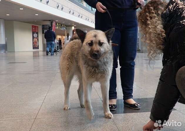 Знаменитая собака ищет дом