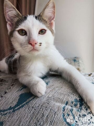 Котик, что любит обниматься. Фунтик, 5 месяцев