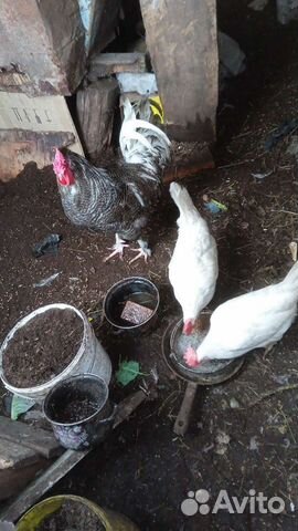 Разная птица