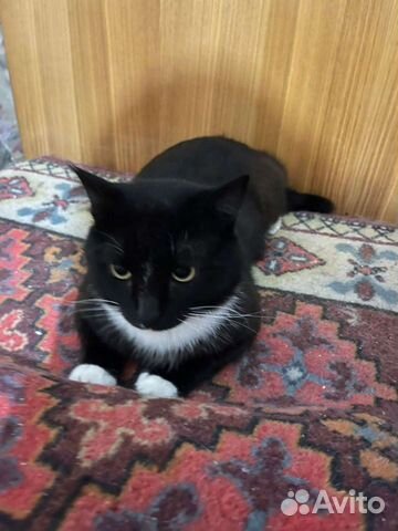 Шикарный котофей