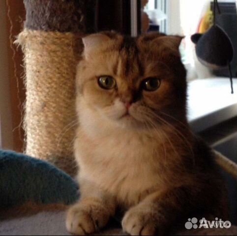 Шотландская вислоухая кошка