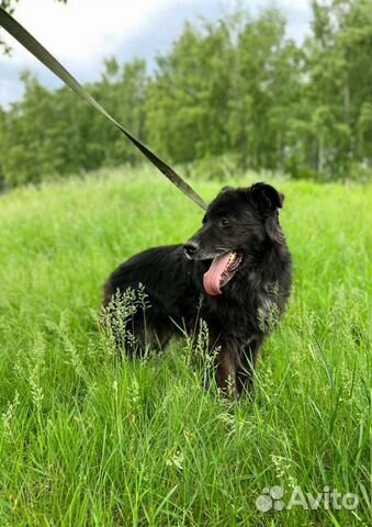 Собака 'невидимка' пропадает в приюте