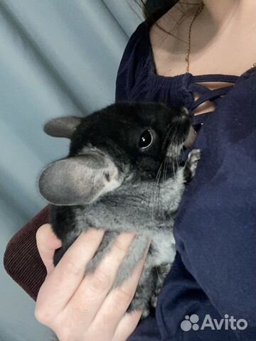 Шиншилла + Ветрина и клетка