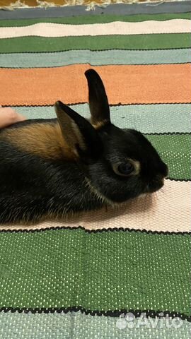 Нидерландский карликовый кролик