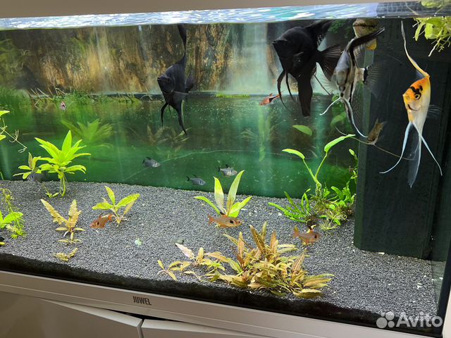 Аквариумные рыбки