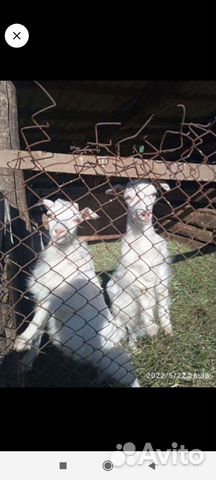 Козы козлята козлы