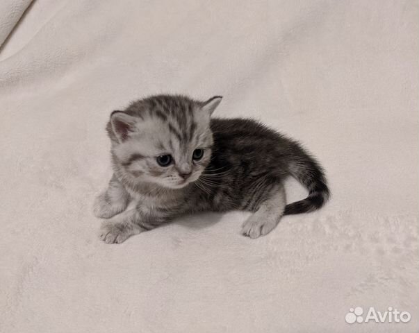 Британский котенок