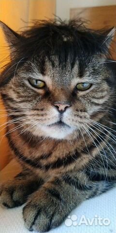 Кошки в добрые руки бесплатно