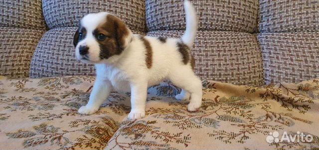 Щенки бигль без документов