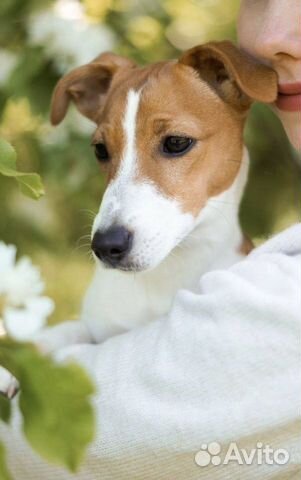 Джек Рассел терьер бесплатно