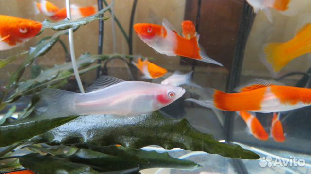 Меченосцы Кои, Тигровые, Берлинцы