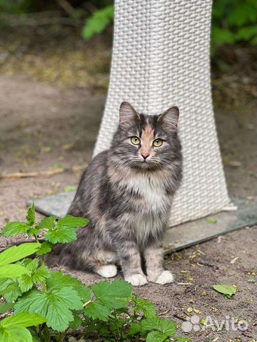 Котенок 9 месяцев ищет маму