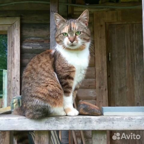 Кошка-путешественница по имени Хвостик ищет дом