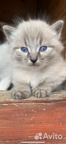 Котята в добрые руки за шоколадку