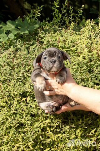 Сладкая булочка