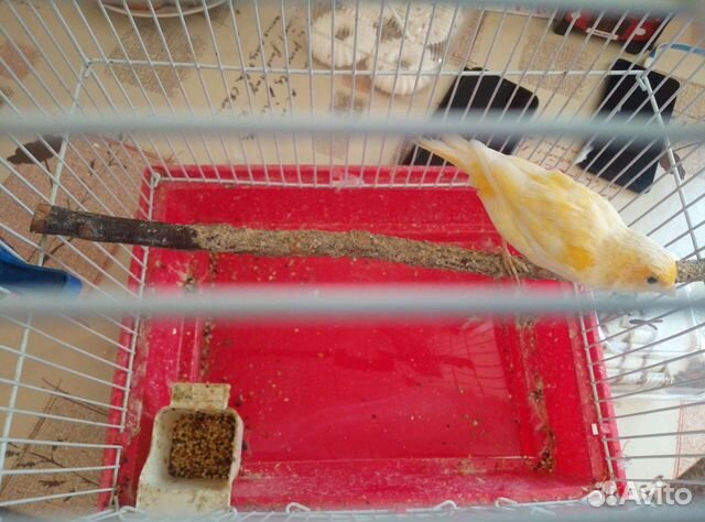 Канарейка девочка