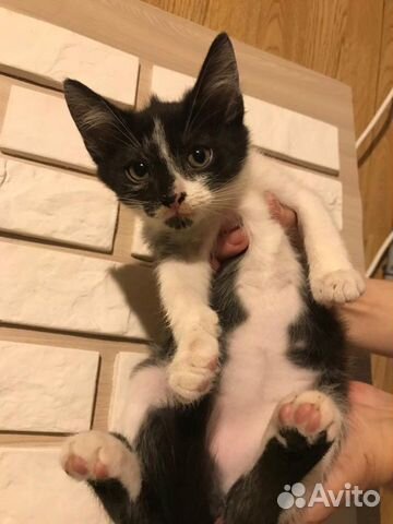 Котенок в добрые руки