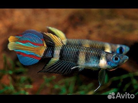 Эпиплатис факельный (щучка-клоун)