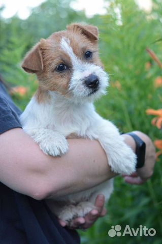 Джек Рассел терьер, лучшая девочка