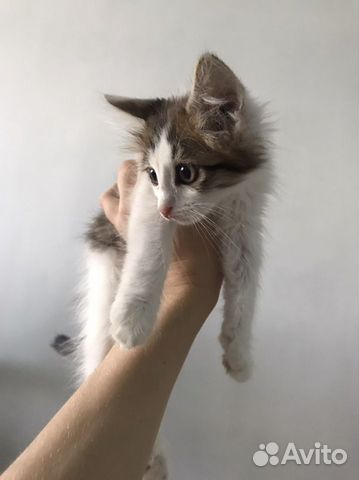 Котята