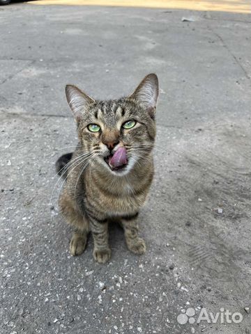 Кот в добрые руки