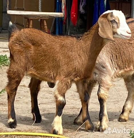 Коза альпийско-нубийская