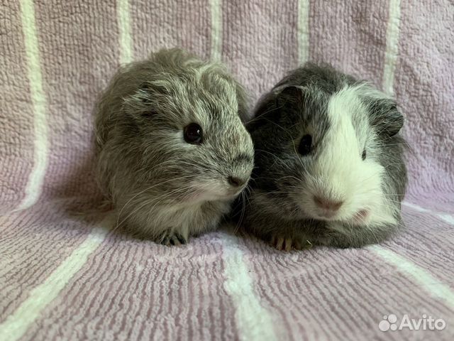 Морские свинки шелти