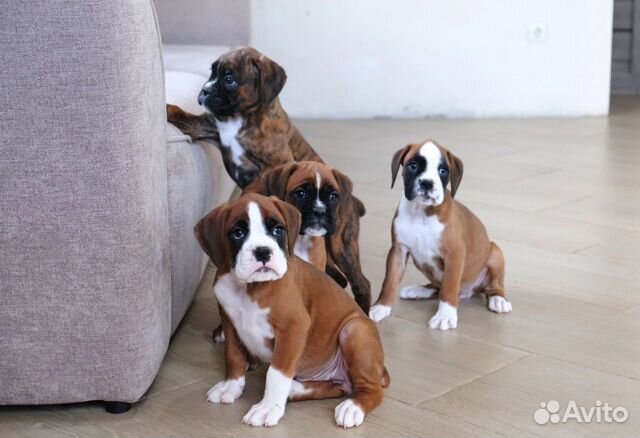 Девочки боксеры