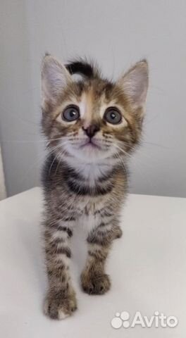Крохотуля котенок Алиса 1,5 месяца в добрые руки