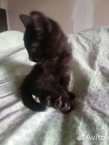 Котик в дар