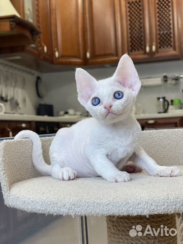 Девон-рекс девочка в разведение